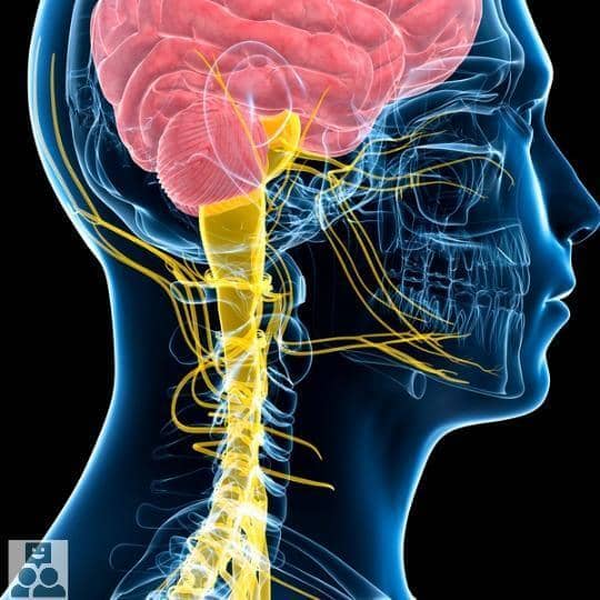 Wat is de Nervus Vagus? - Ik Wil Therapie Wat is de Nervus Vagus? - Ik Wil Therapie